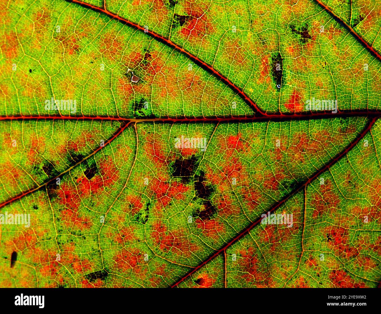 Extreme close-up of the natural patterns on an autumn leaf in red and ...