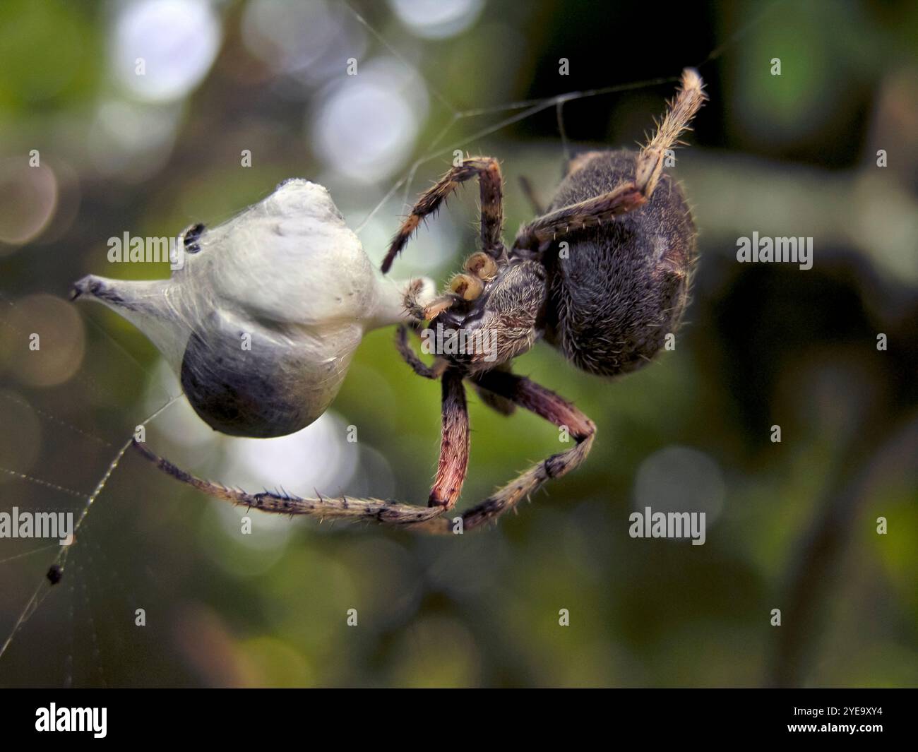 Close-up of a California Wolf Spider (Hogna carolinensis), also known ...