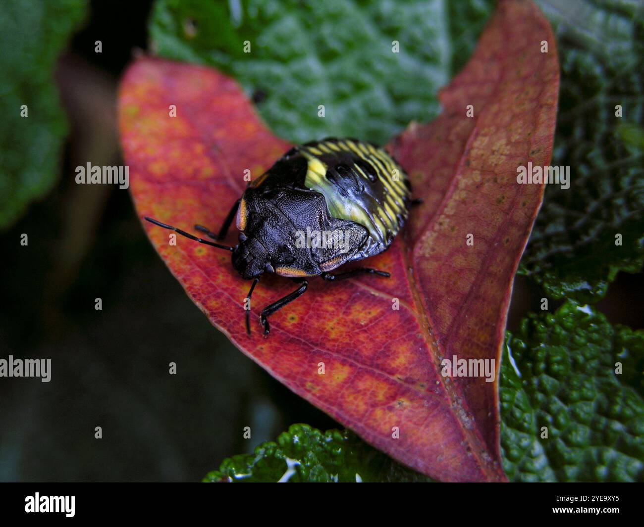 Bug resting on a red leaf; United States of America Stock Photo - Alamy