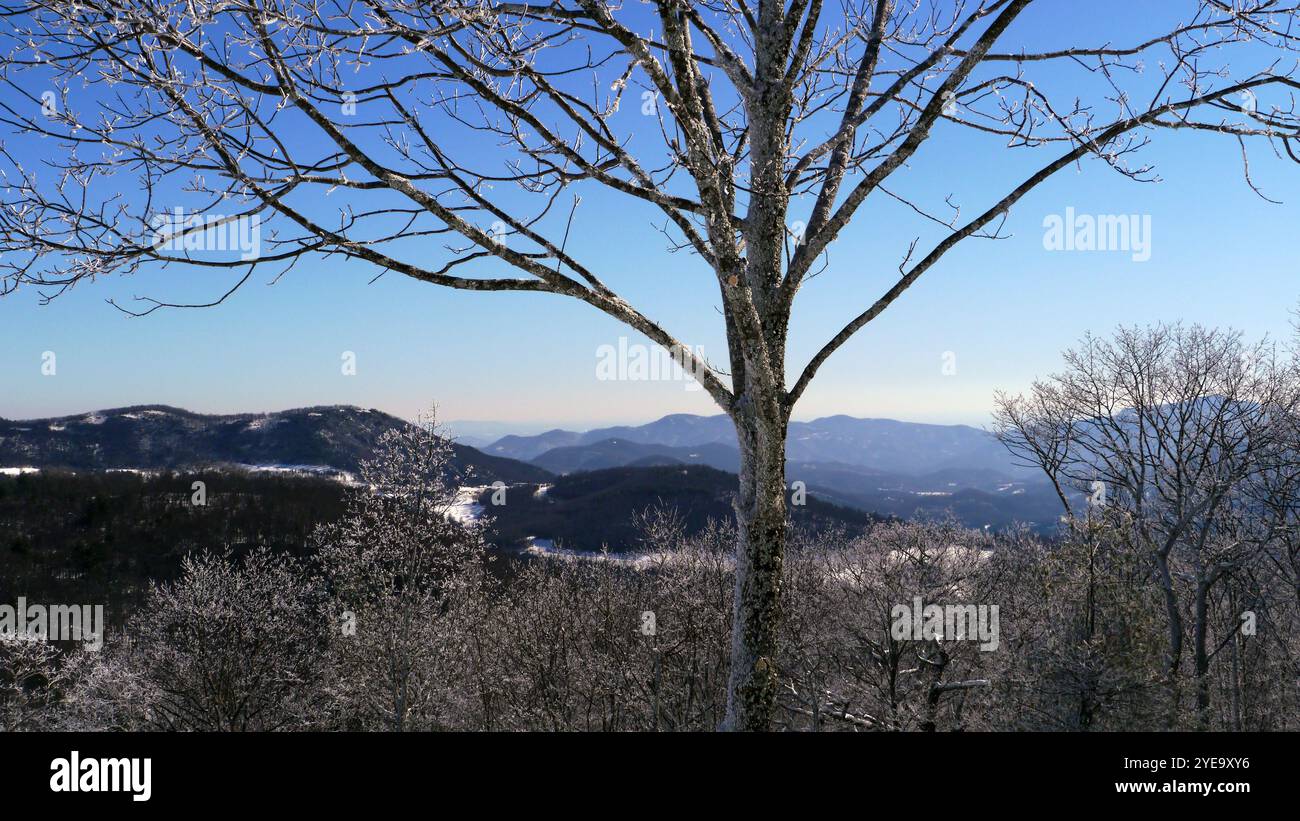 Trees with new growth and mountains with blue sky in springtime; United ...