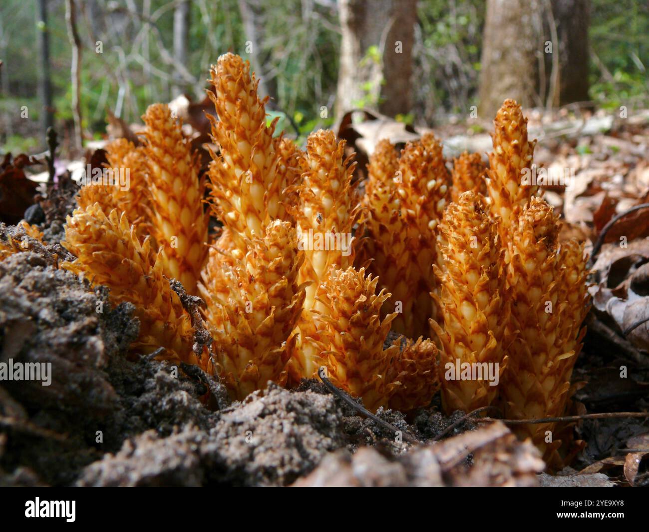 Root parasitic tree growing hi-res stock photography and images - Alamy