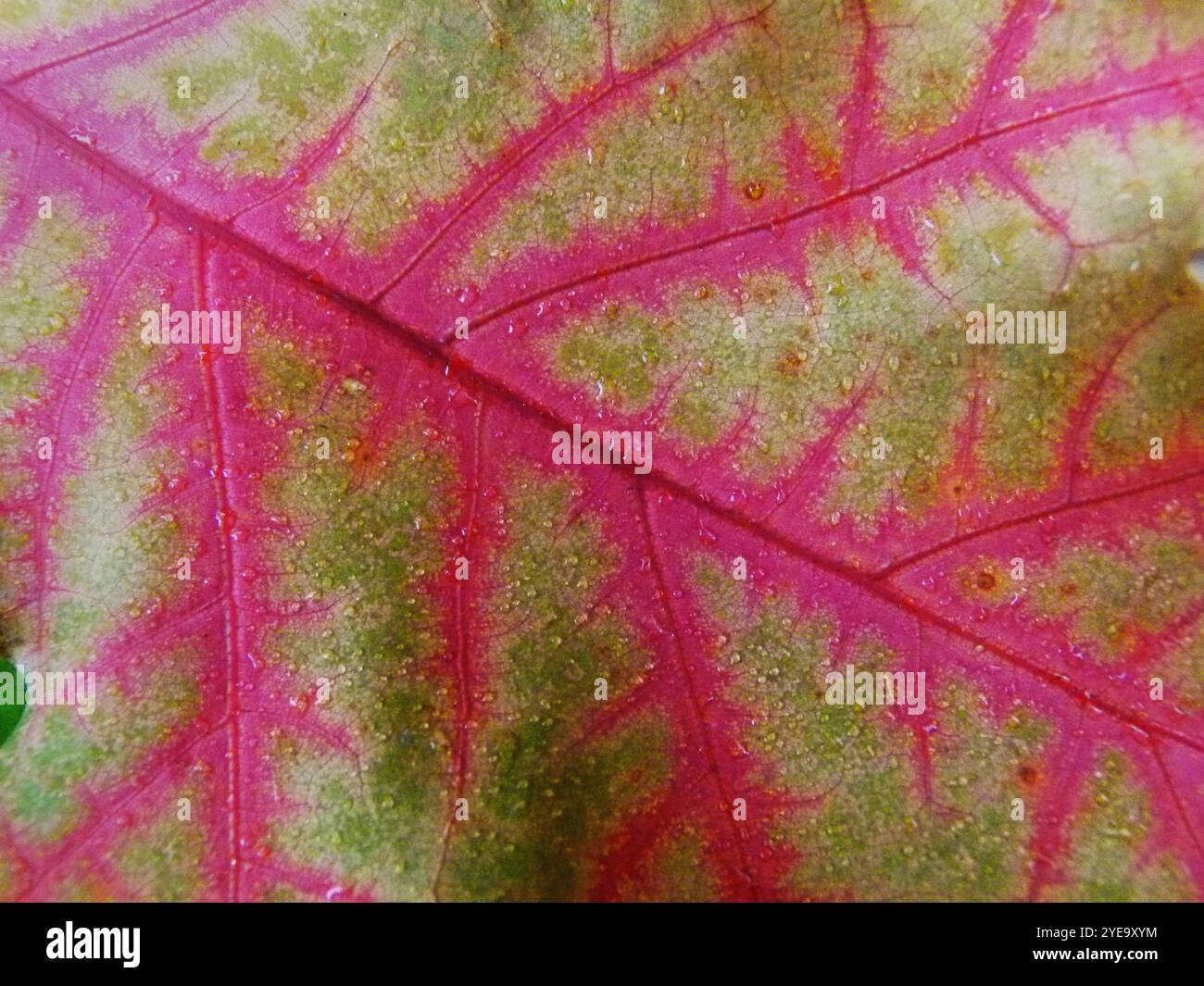 Close-up detail of leaf changing from green to vibrant red; United ...