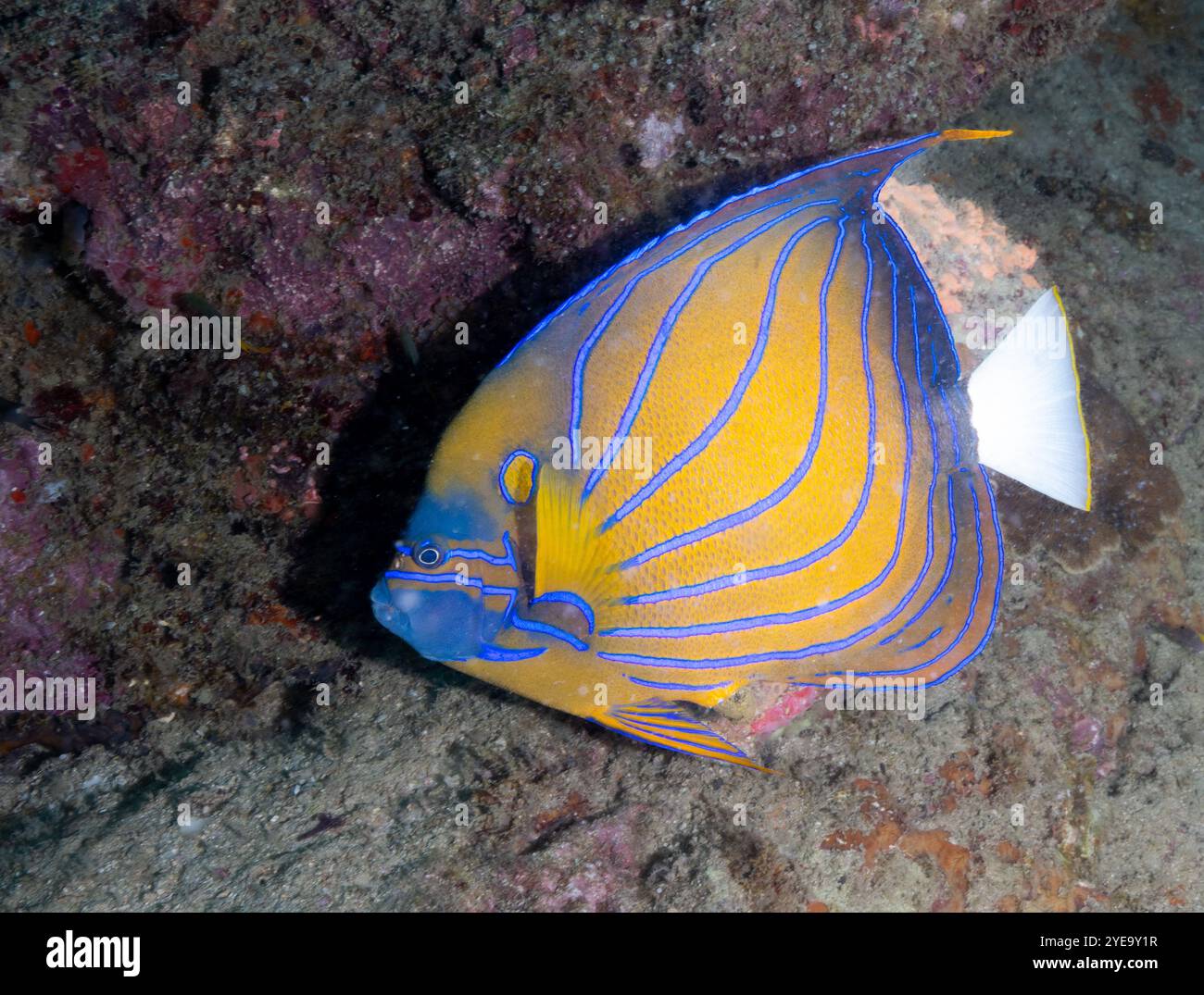 An Angelfish - Underwater Image taken during scuba diving in Havelock ...