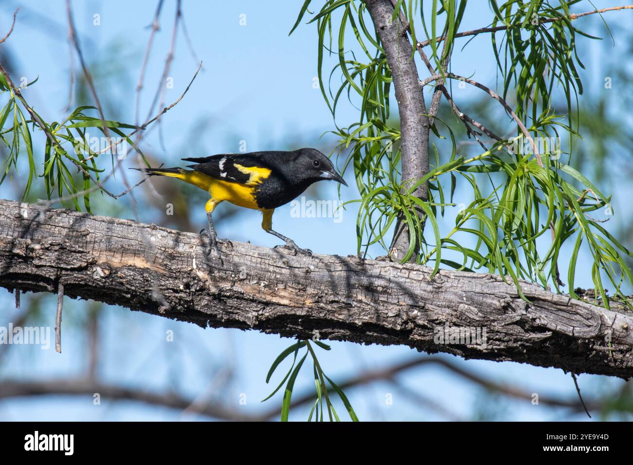 Scott's oriole icterus parisorum hi-res stock photography and images ...