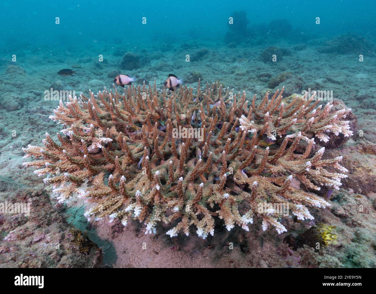 Wonderful Corals - photographed during scuba diving in Havelock Island ...