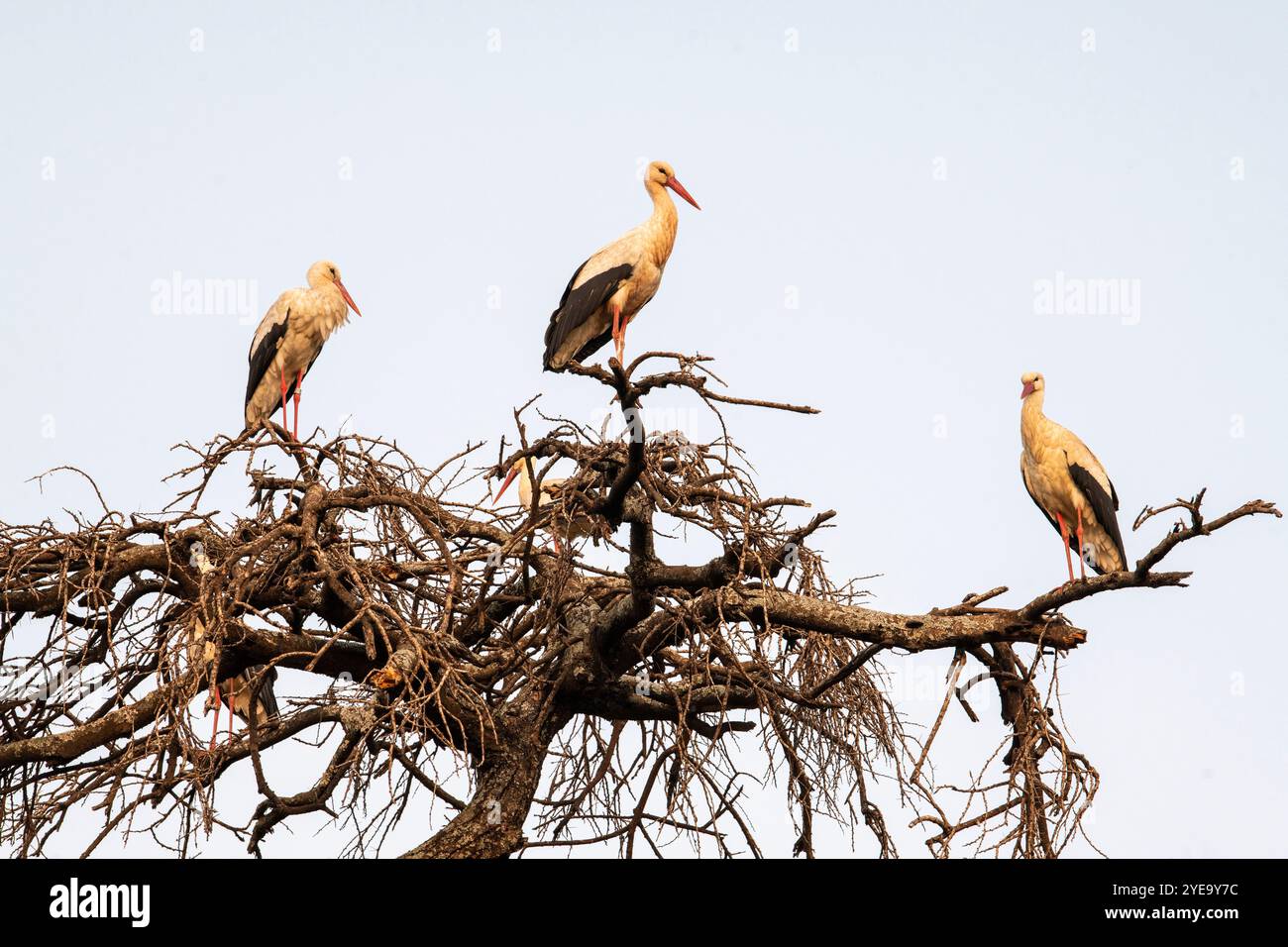 Three yellow billed storks hi-res stock photography and images - Alamy