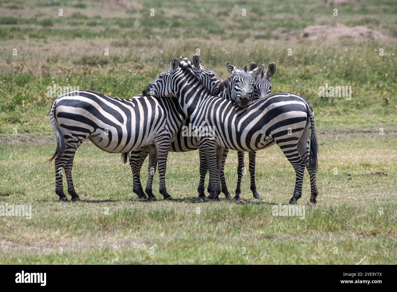 Small group of Common Zebras (Equus quagga) Standing huddled together ...