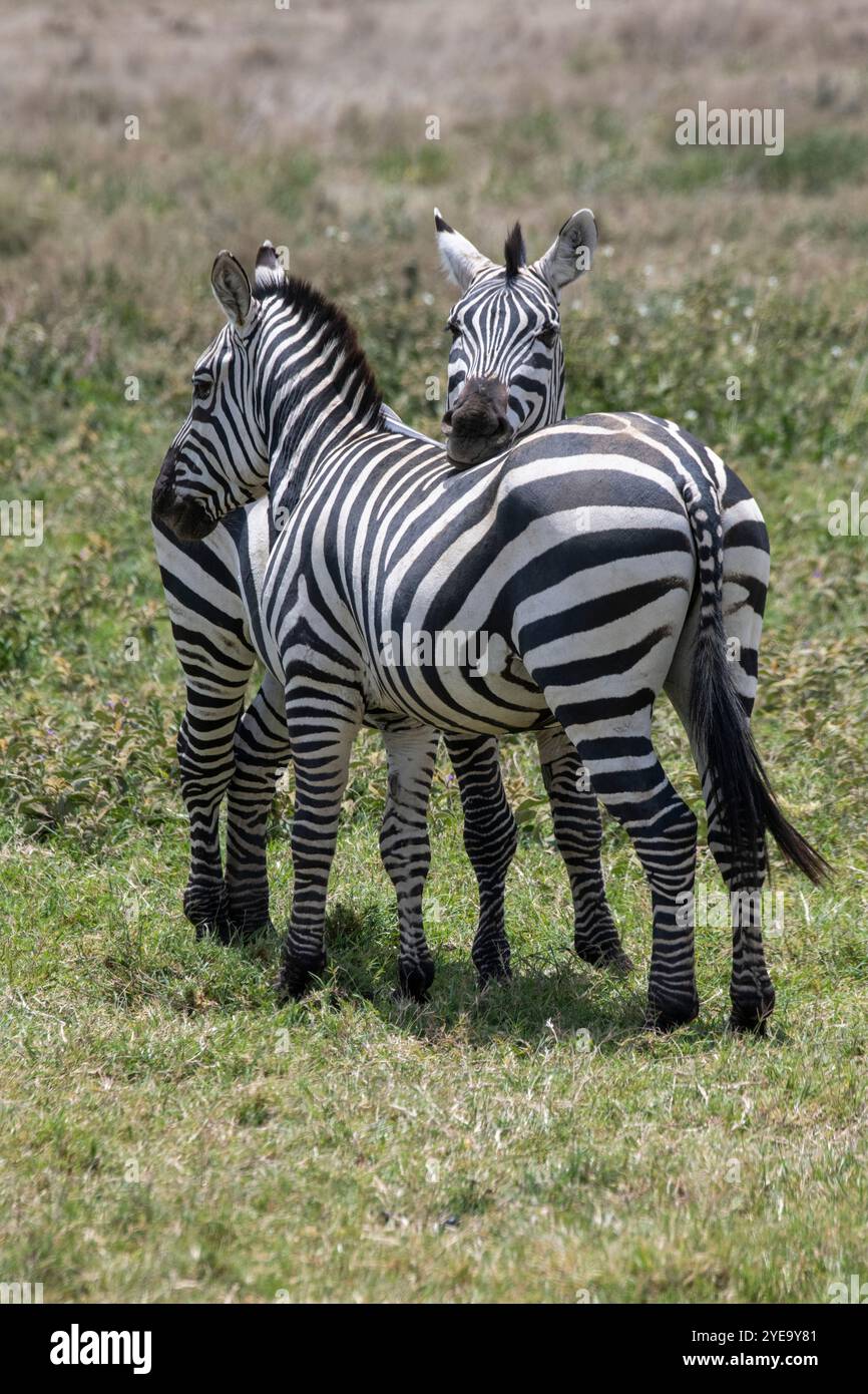 Zebra pair standing close hi-res stock photography and images - Alamy