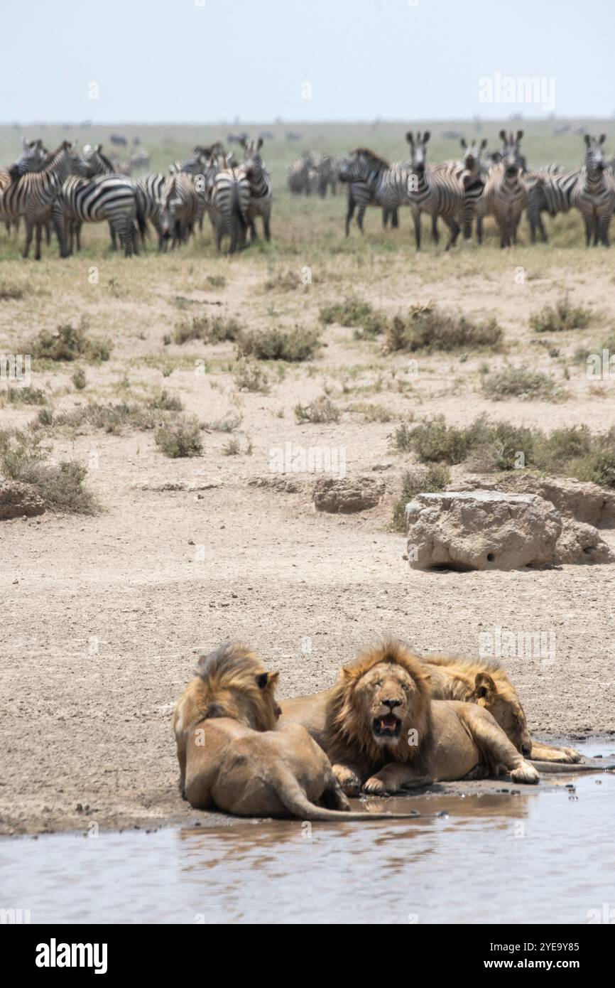 Large group of Common Zebras (Equus quagga) warily watching Lions ...