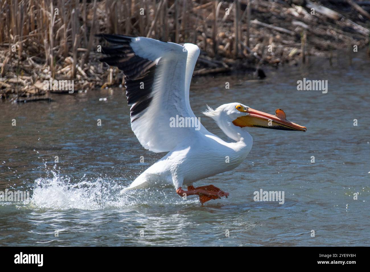American White Pelican (Pelecanus erythrorhynchos) about to land on ...