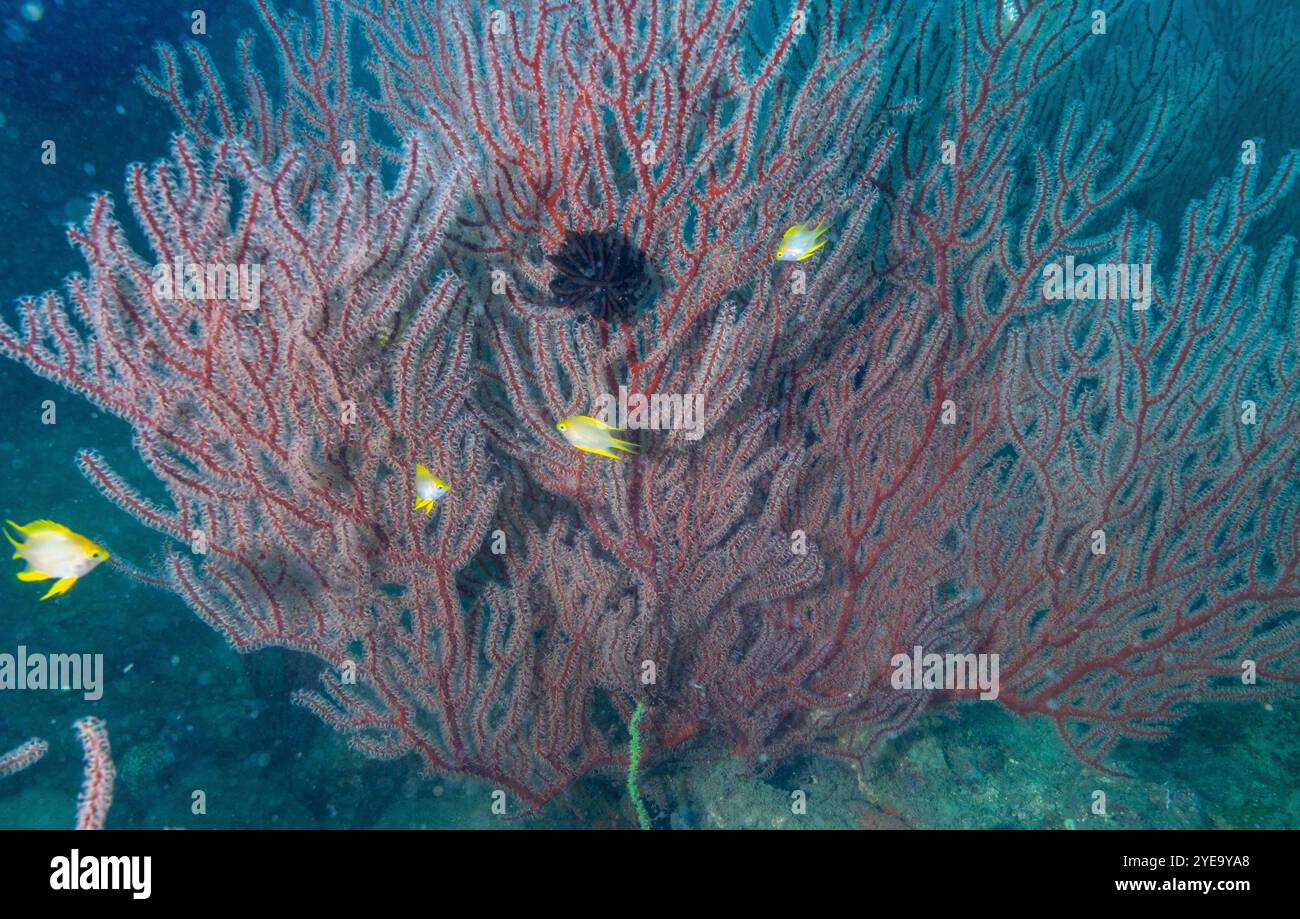 Wonderful Corals - photographed during scuba diving in Havelock Island ...