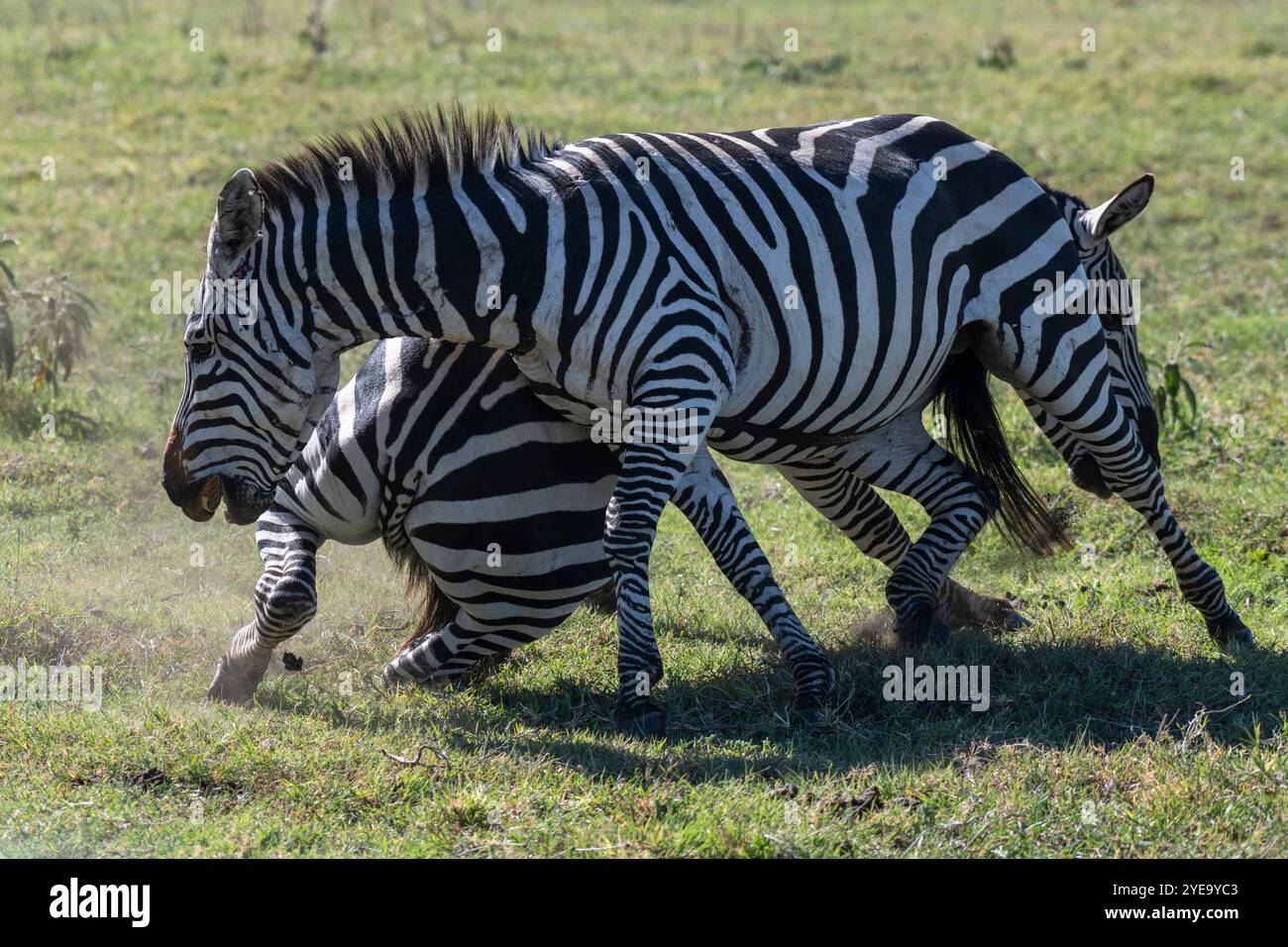 Two Common Zebra (Equus quagga) stallions fighting at Ngorongoro Crater; Tanzania Stock Photo ...