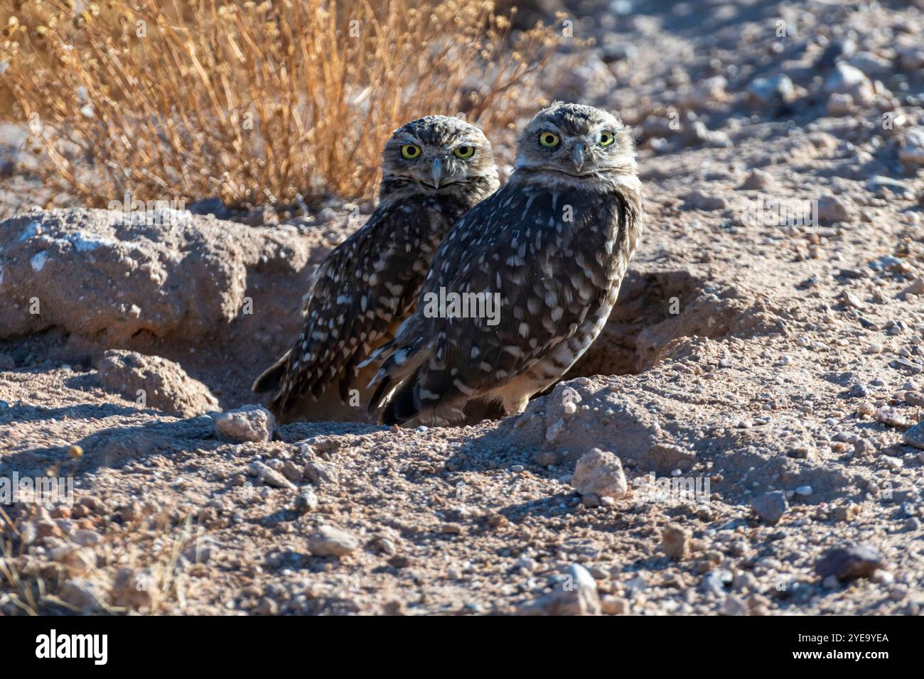 Close-up portrait of a pair of Burrowing Owls (Athene cunicularia) standing on the ground ...