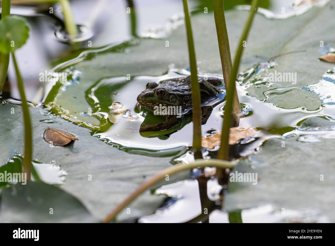 Close-up portrait of a Chiricahua Leopard Frog (Lithobates ...
