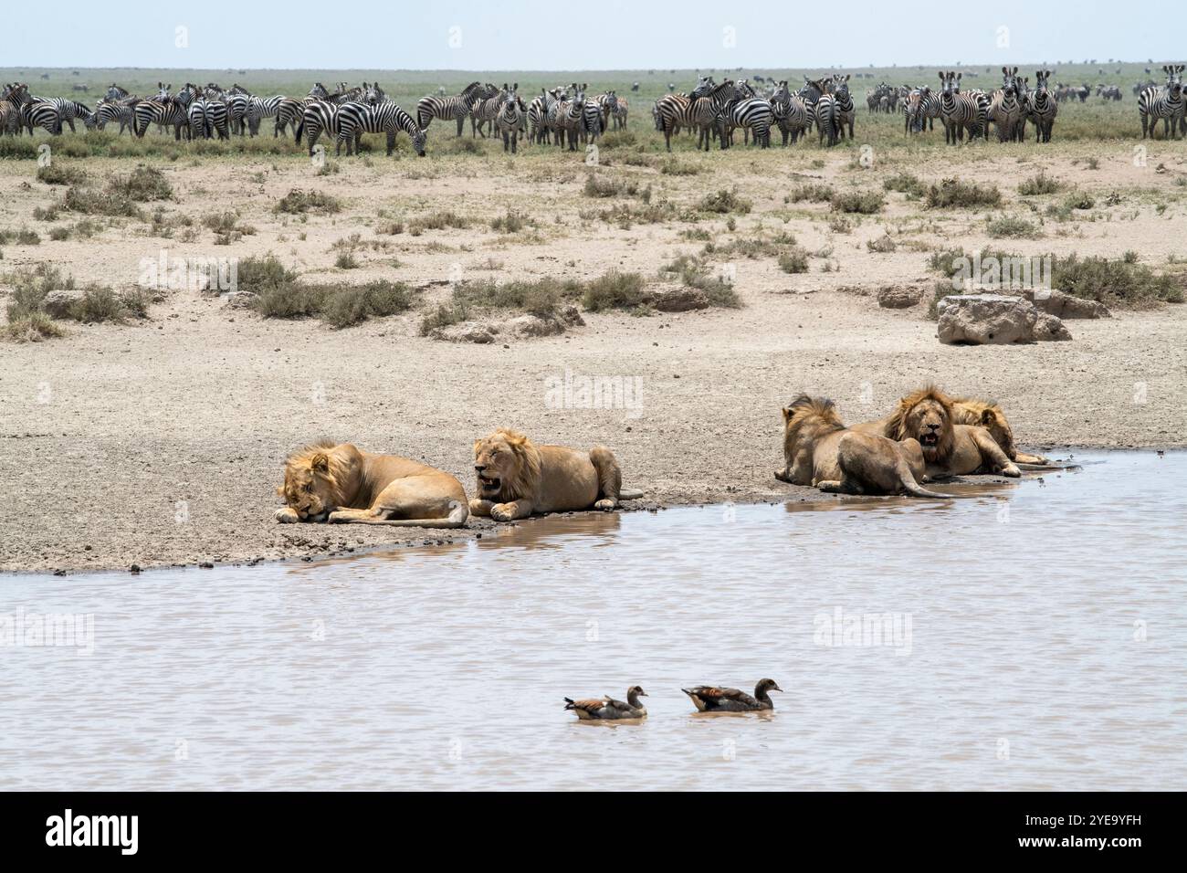 Large group of Common Zebras (Equus quagga) warily watching Lions ...