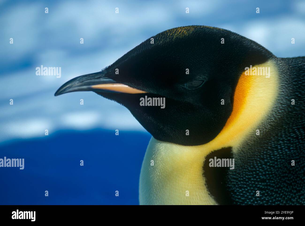 Extreme close-up portrait of an Emperor Penguin (Aptenodytes forsteri ...