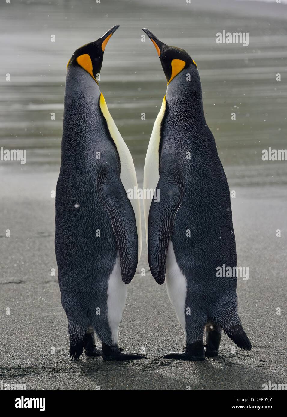 Close-up portrait of a pair of King Penguins (Aptenodytes patagonicus ...