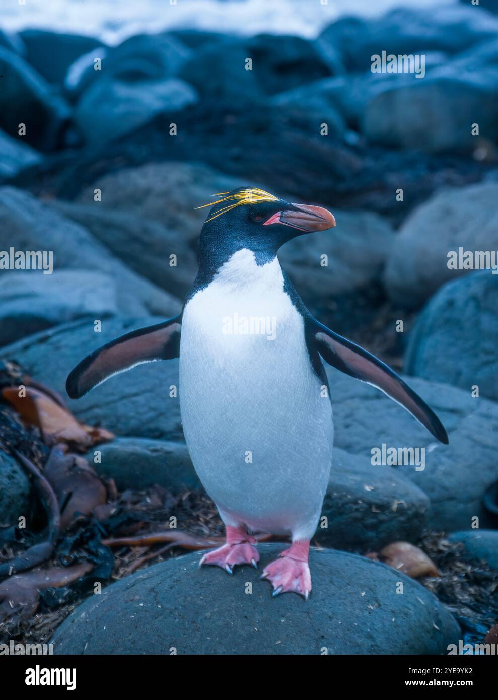 Kerguelen beauty hi-res stock photography and images - Alamy