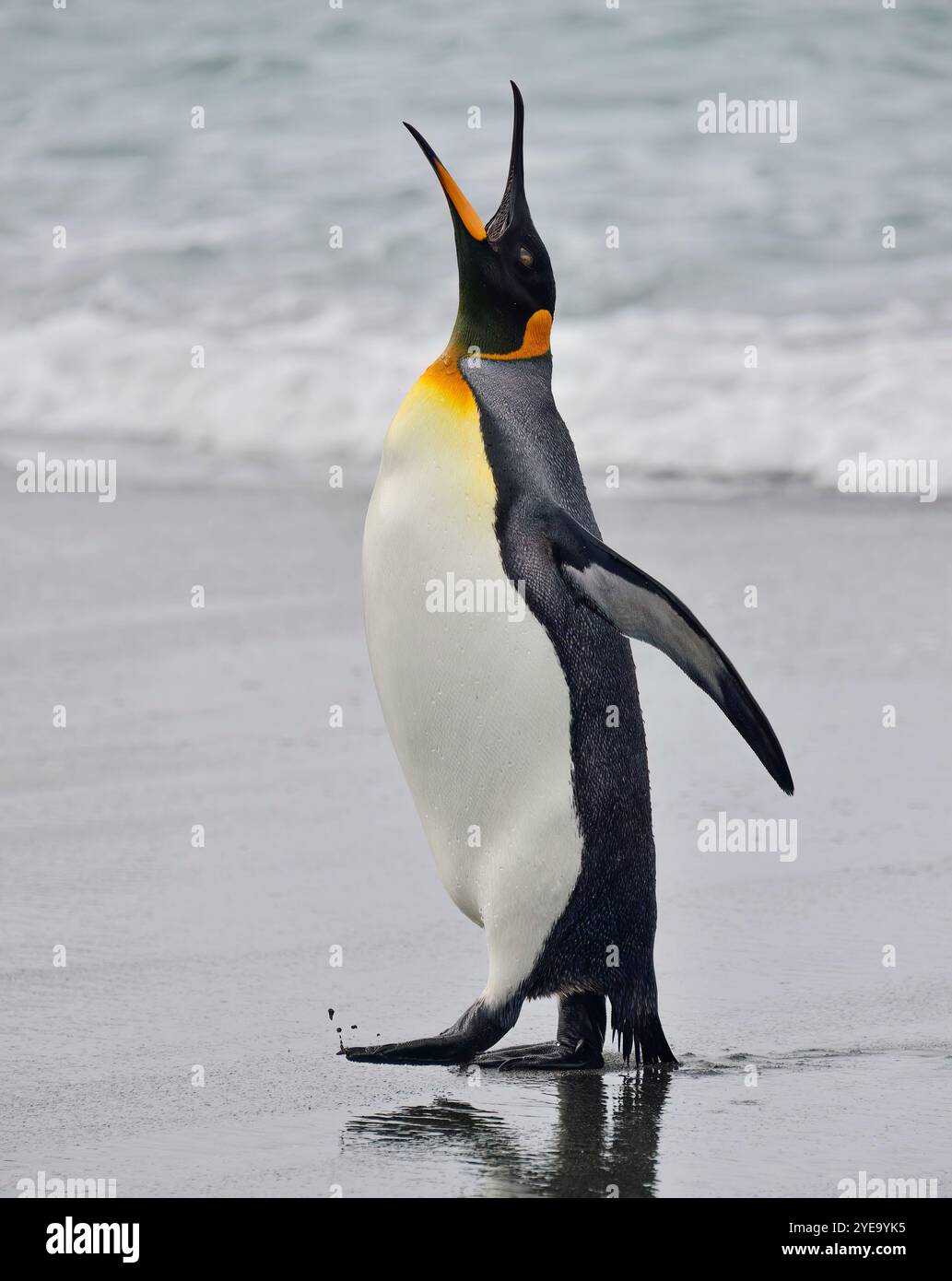Portrait of a King Penguin with its beak open calling out while ...