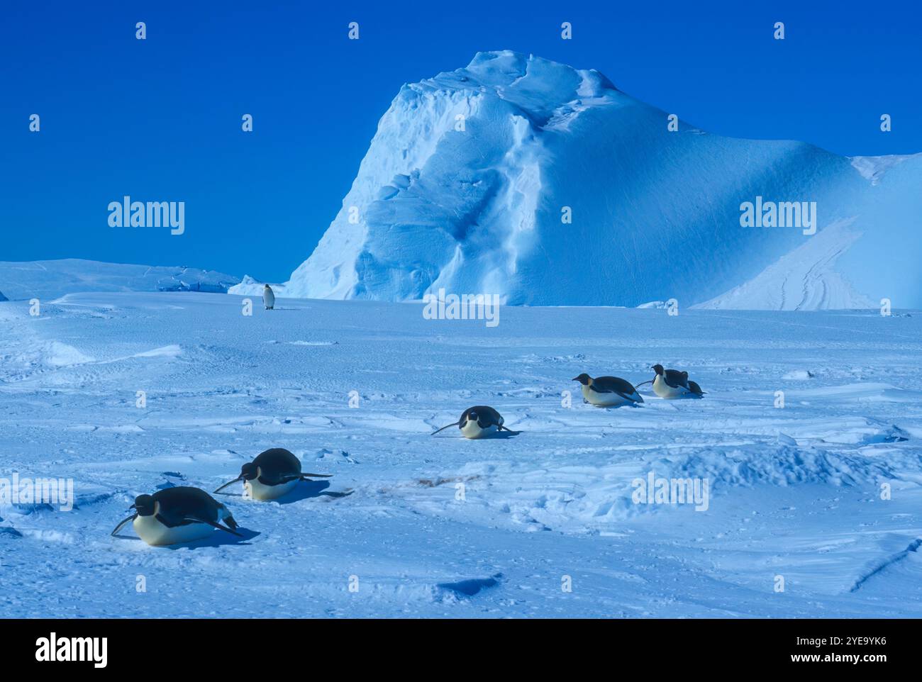 Antarctica emperor penguins move hi-res stock photography and images ...