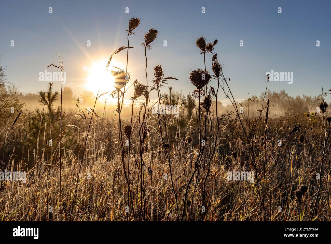 Close-up silhouette of dried grasses and wildflowers with farmland and ...