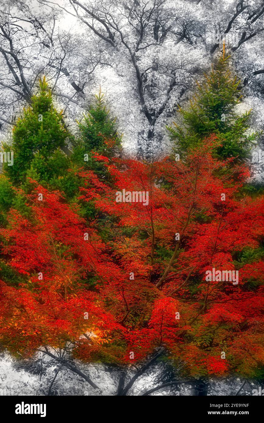 Fall foliage Clove Lakes Park Staten Island, NY Stock Photo - Alamy