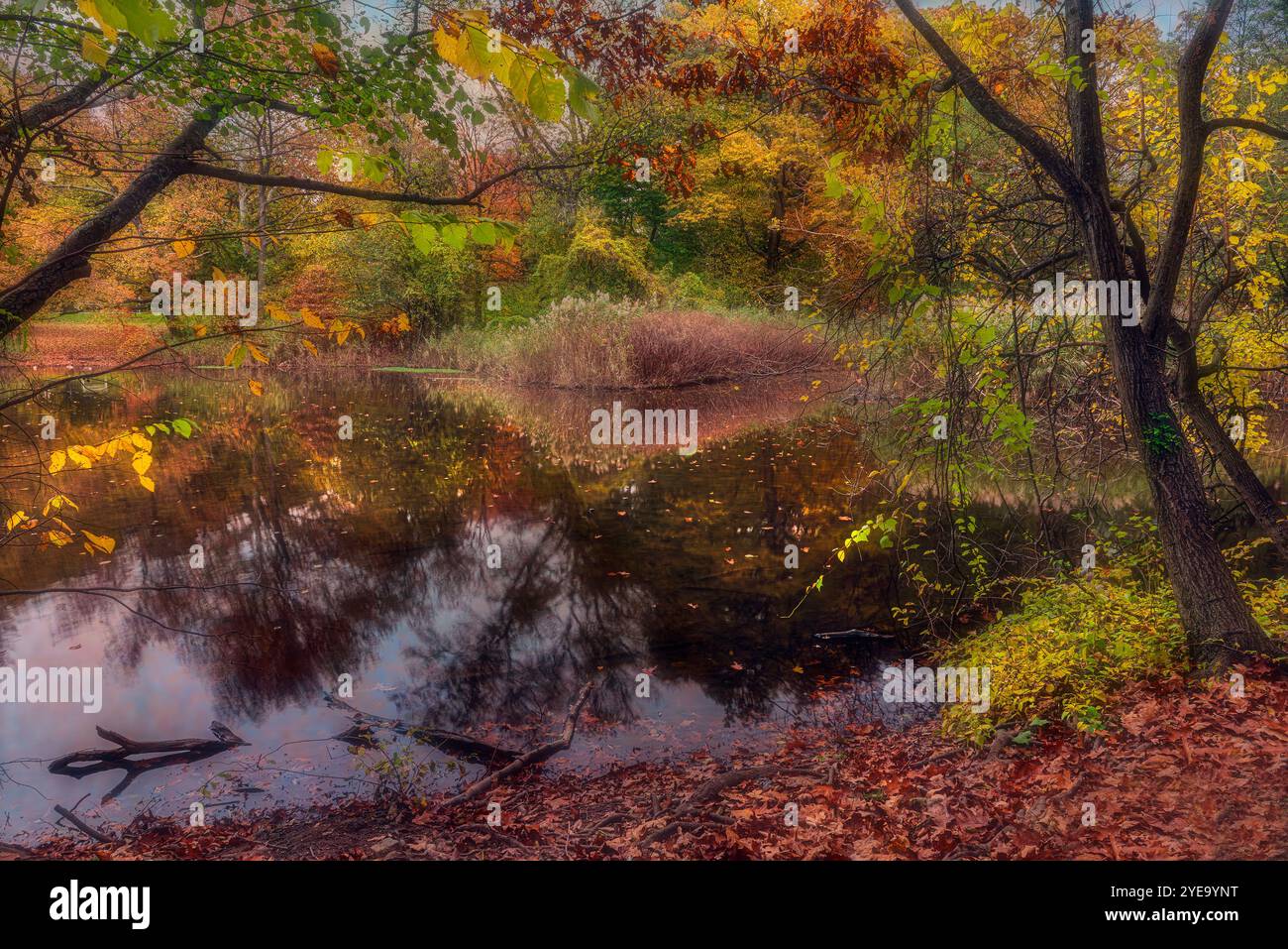 Fall foliage by Brooks Lake in Clove Lakes Park, Staten Island; New ...