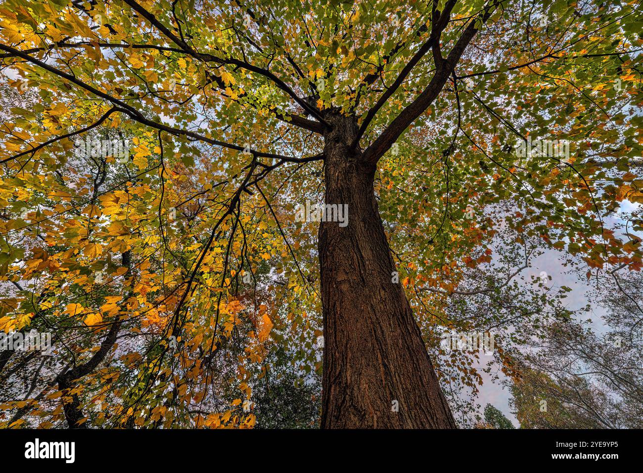 Low angle view of an autumn-colored maple tree with blue sky background ...