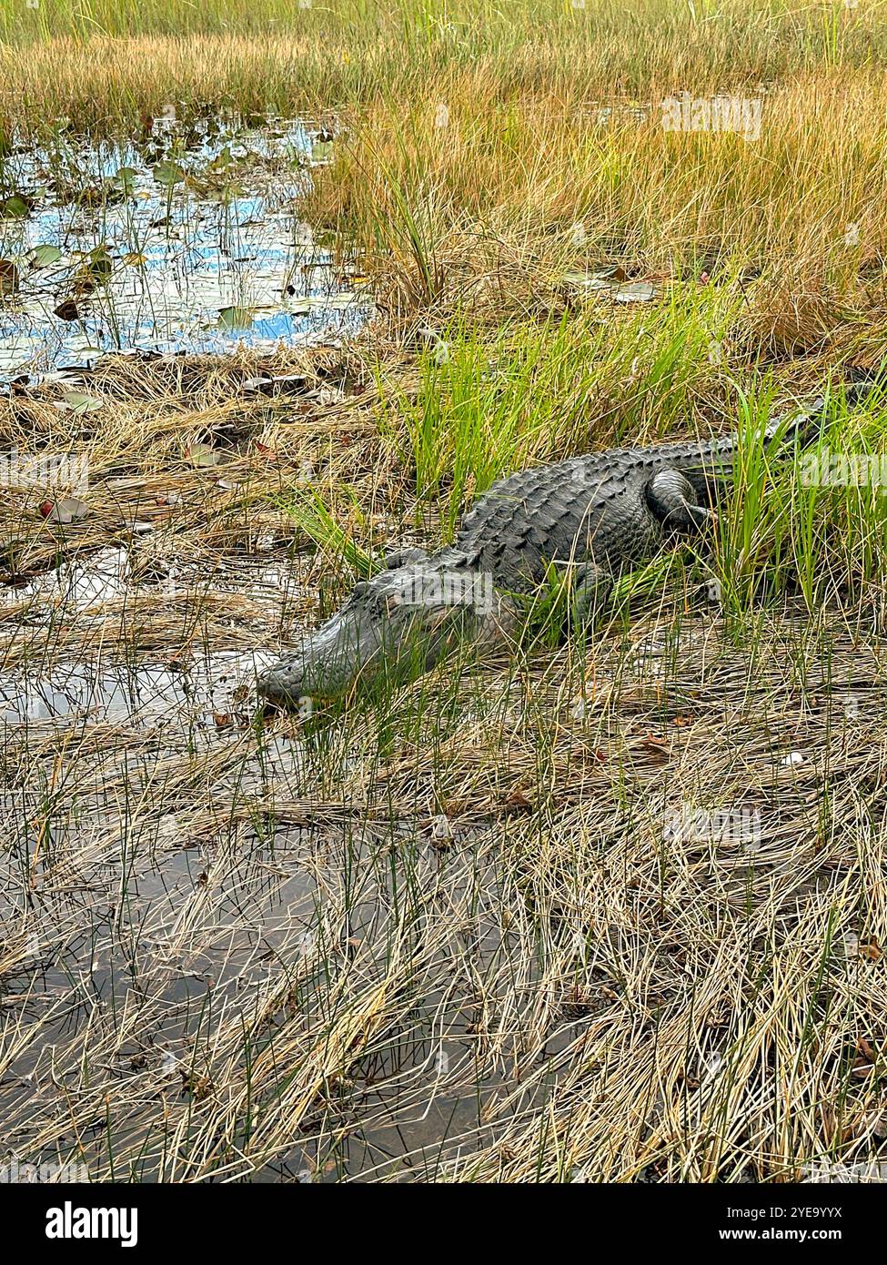 Large alligator among reeds and swamp in the Everglades Stock Photo - Alamy