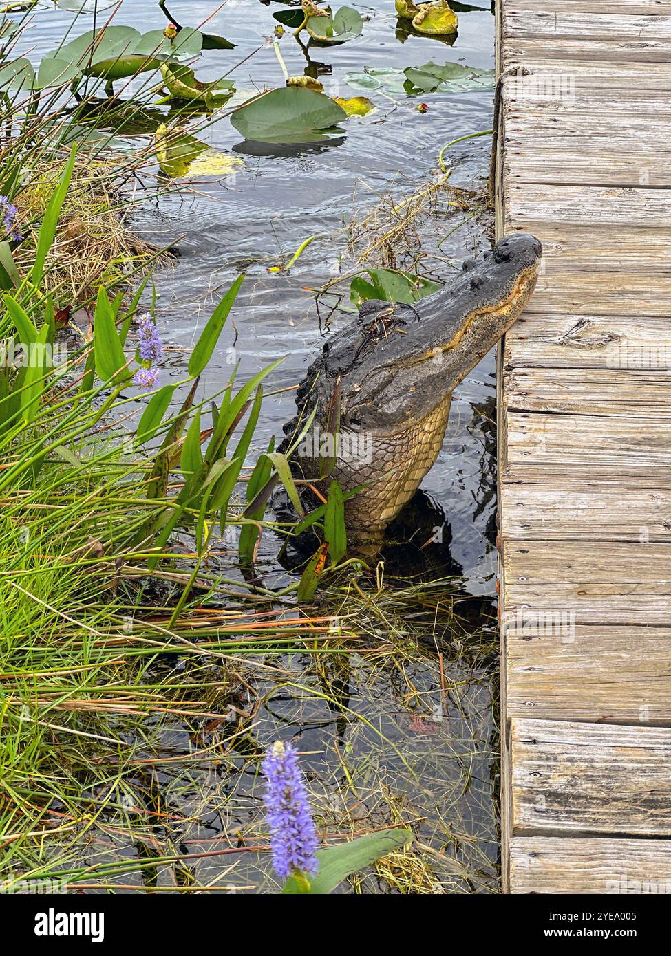 Alligator raising head water hi-res stock photography and images - Alamy