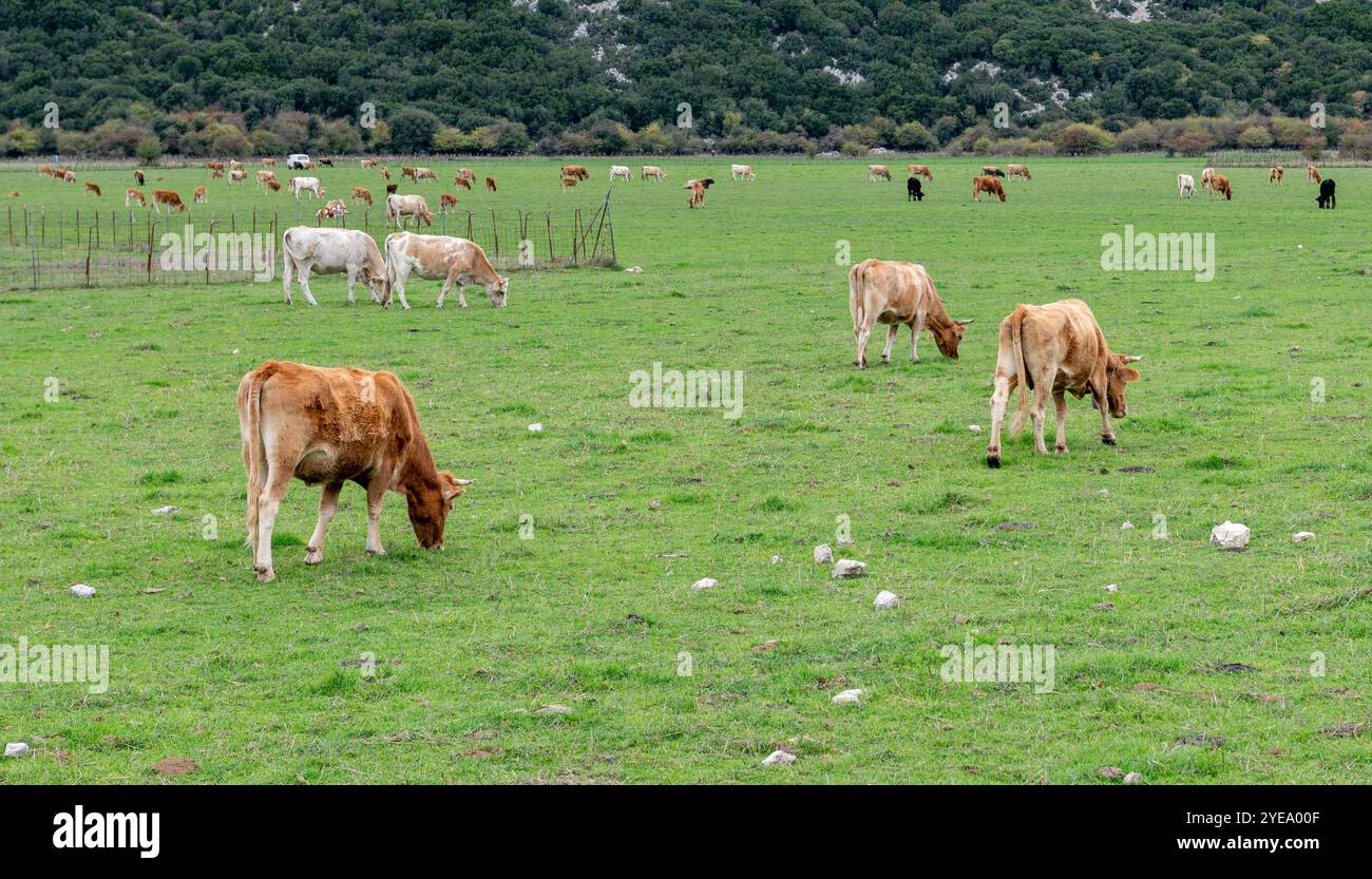 Large herd dairy breeds cows hi-res stock photography and images - Alamy