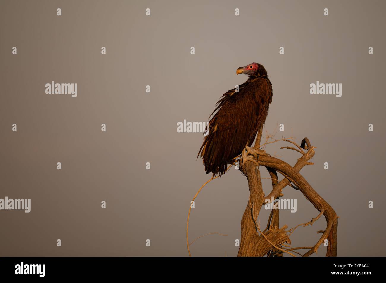 A vulture is a bird of prey that scavenges on carrion Stock Photo - Alamy