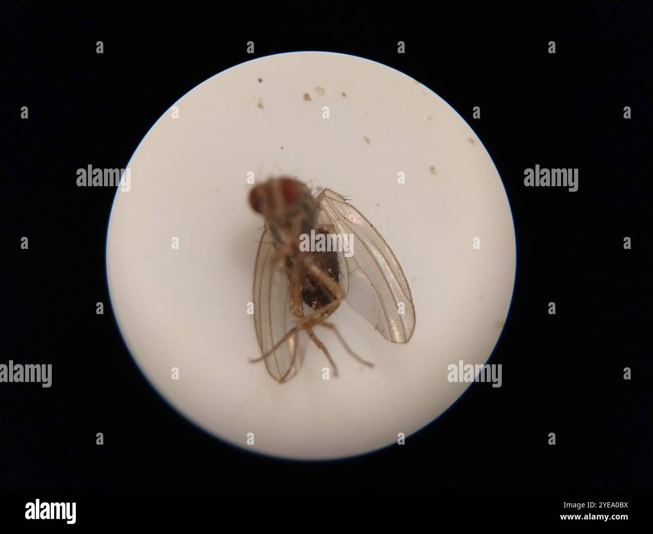 Scaptomyza hi-res stock photography and images - Alamy