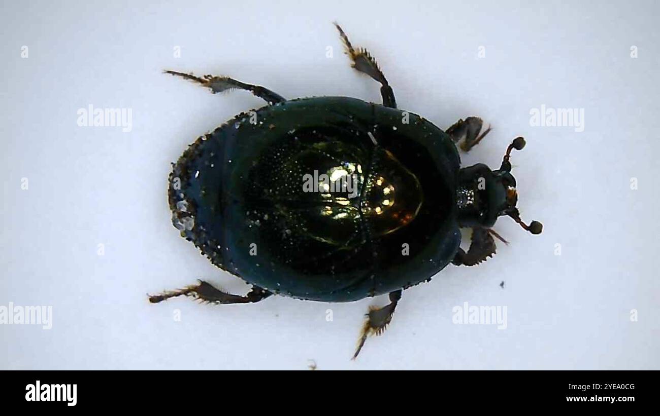 Clown Beetle (Saprinus pensylvanicus Stock Photo - Alamy