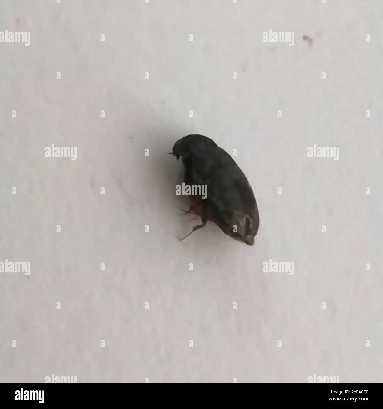 Black Carpet Beetles (Attagenus Stock Photo - Alamy