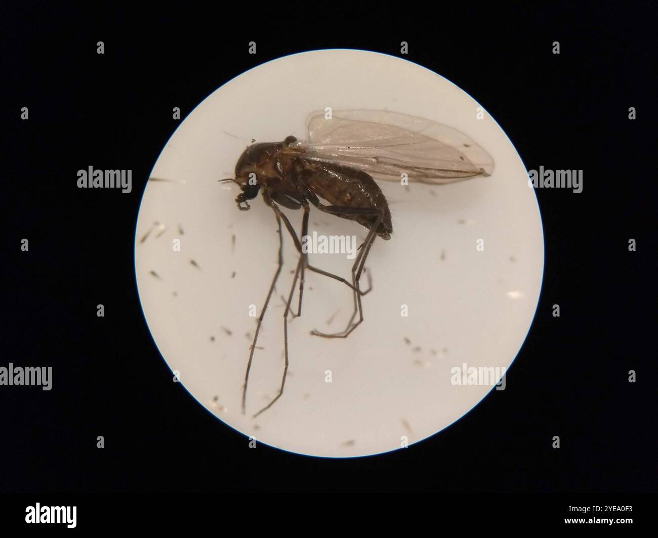 Non-biting Midges (Chironomidae Stock Photo - Alamy