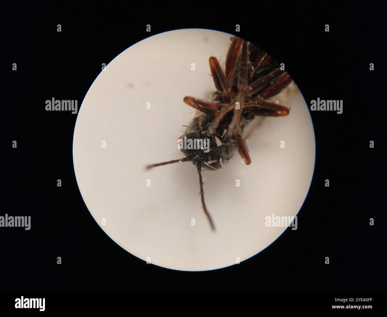 Gall Wasps and Allies (Cynipoidea Stock Photo - Alamy