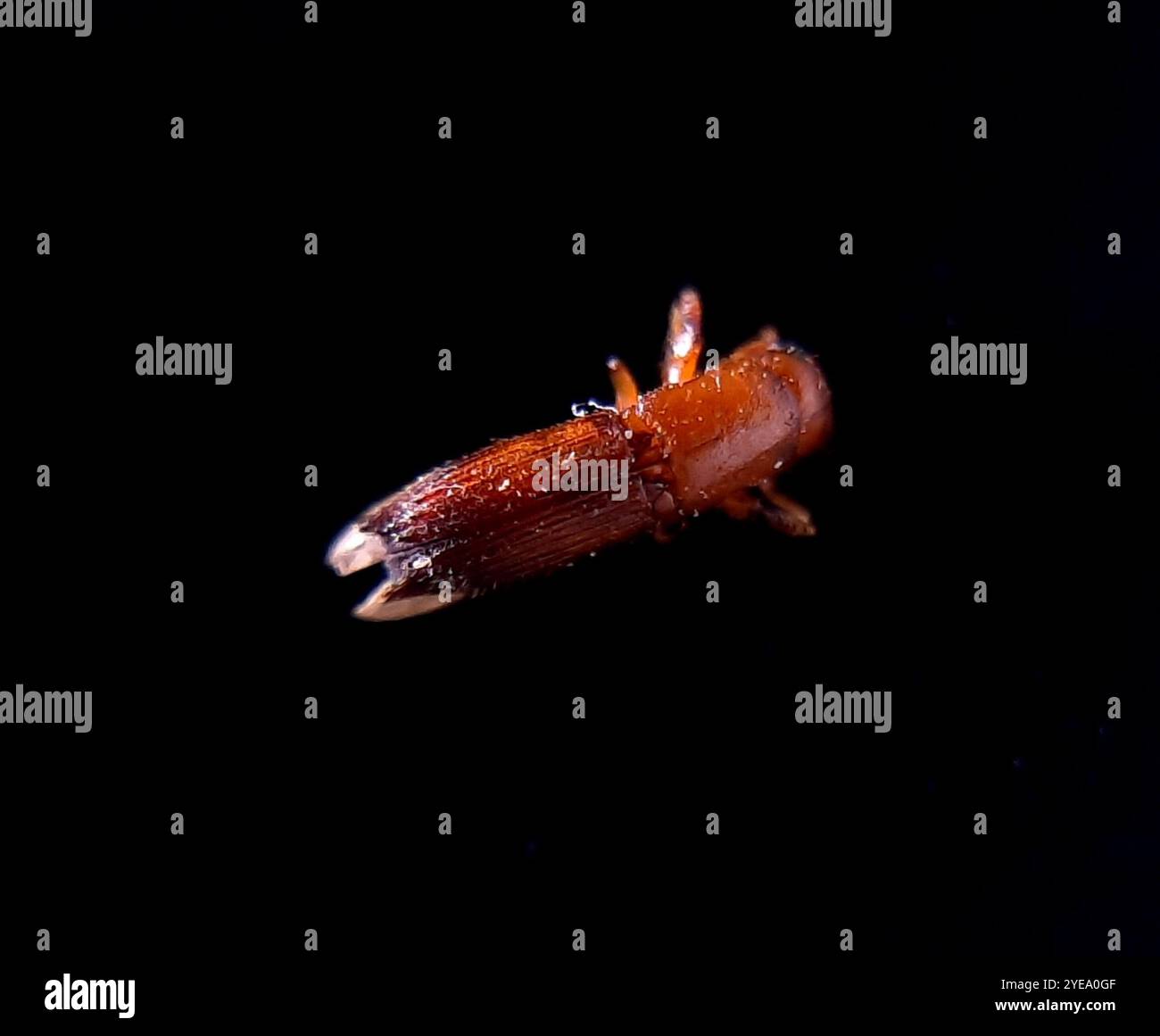 Pinhole Borer Beetles (Platypodinae Stock Photo - Alamy