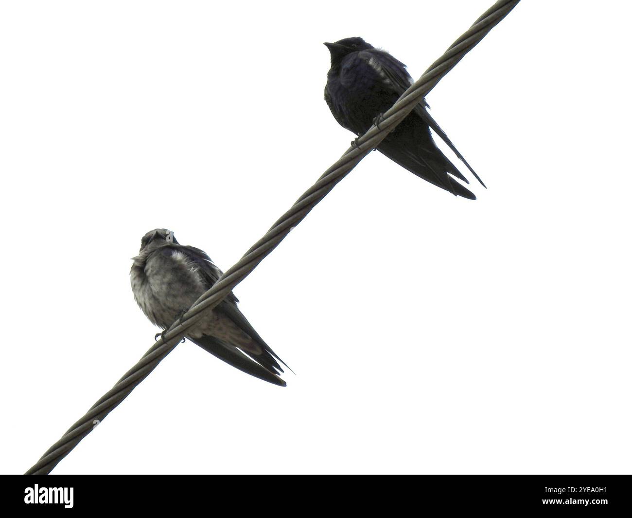 Progne Cut Out Stock Images & Pictures - Alamy