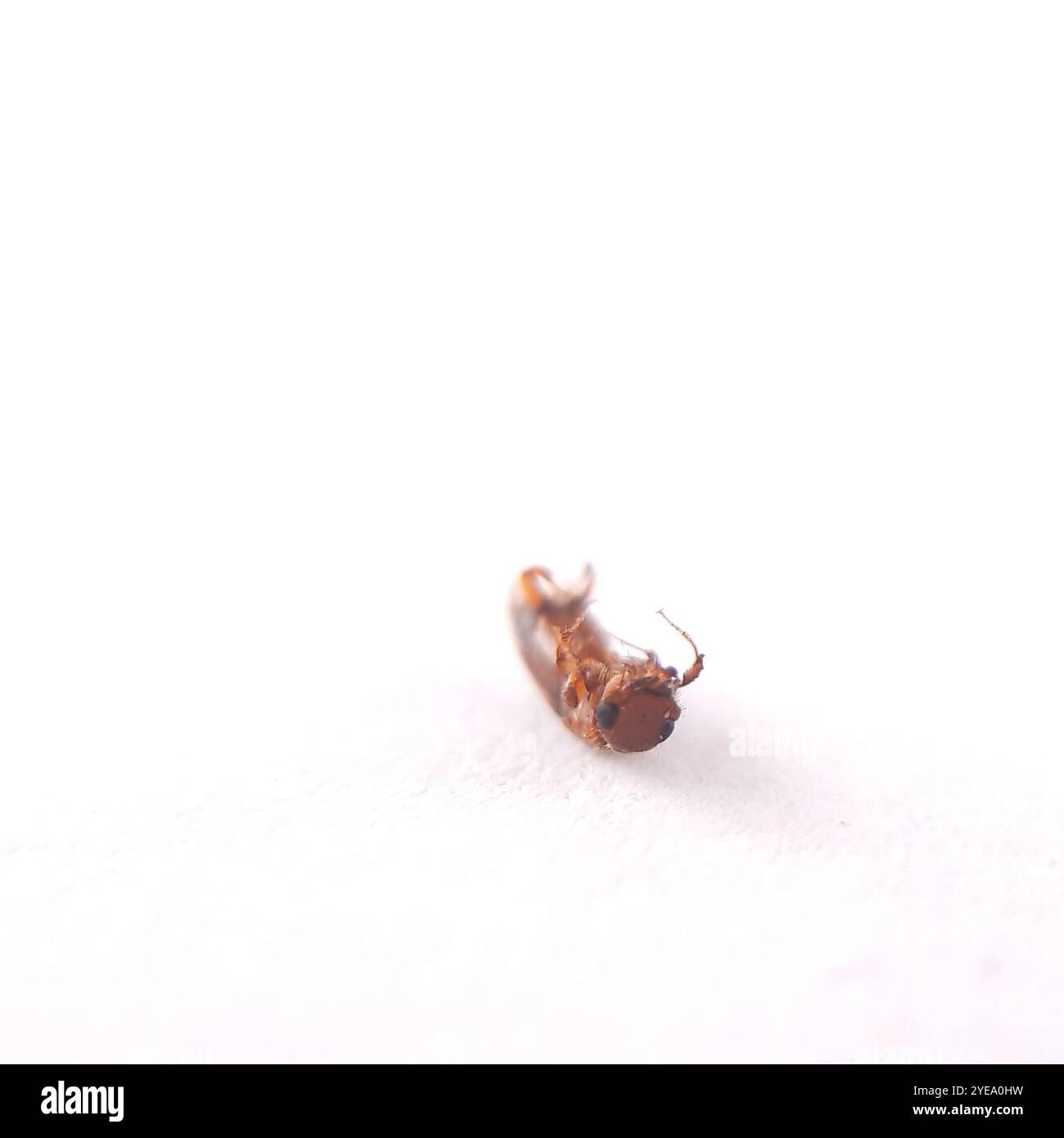 Pinhole Borer Beetles (Platypodinae Stock Photo - Alamy