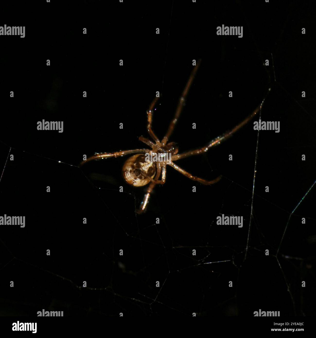 Zimbabwe Button Spider (Latrodectus rhodesiensis Stock Photo - Alamy