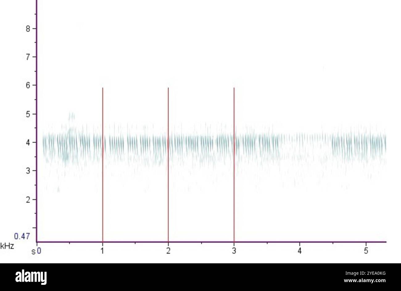 Gryllus rubens hi-res stock photography and images - Alamy