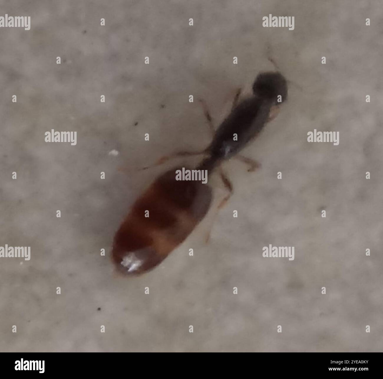 Yellow Fire Ant (Solenopsis punctaticeps Stock Photo - Alamy