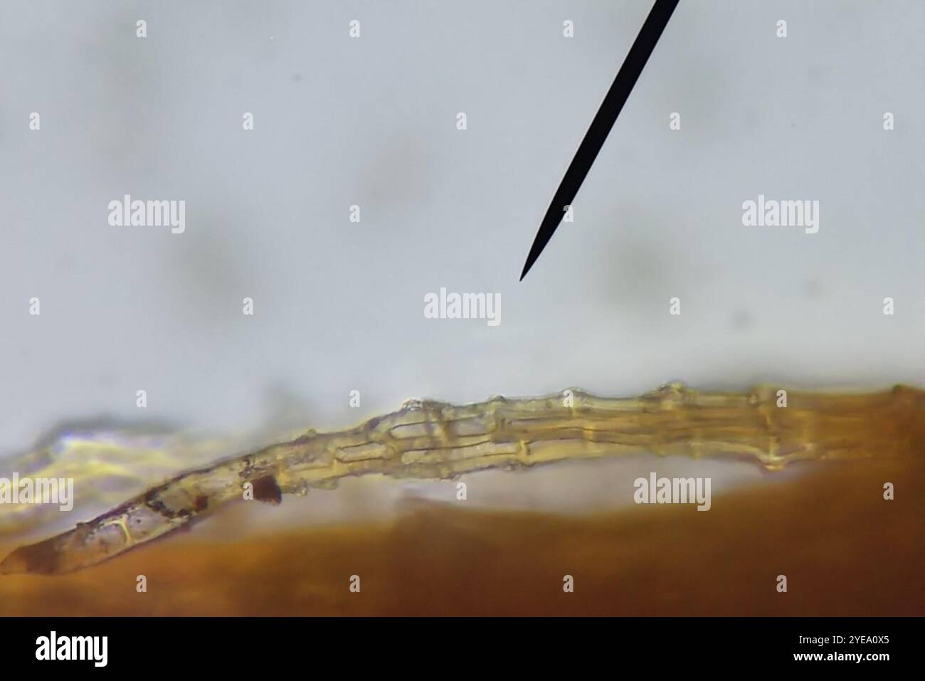 Anomalous bristle moss hi-res stock photography and images - Alamy