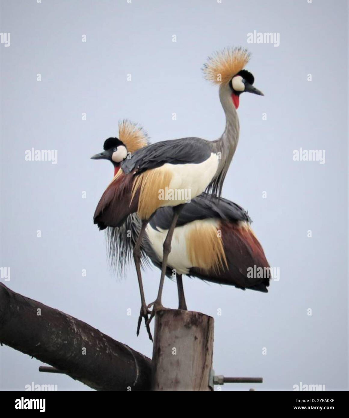 South African Crowned Crane (Balearica regulorum regulorum Stock Photo ...