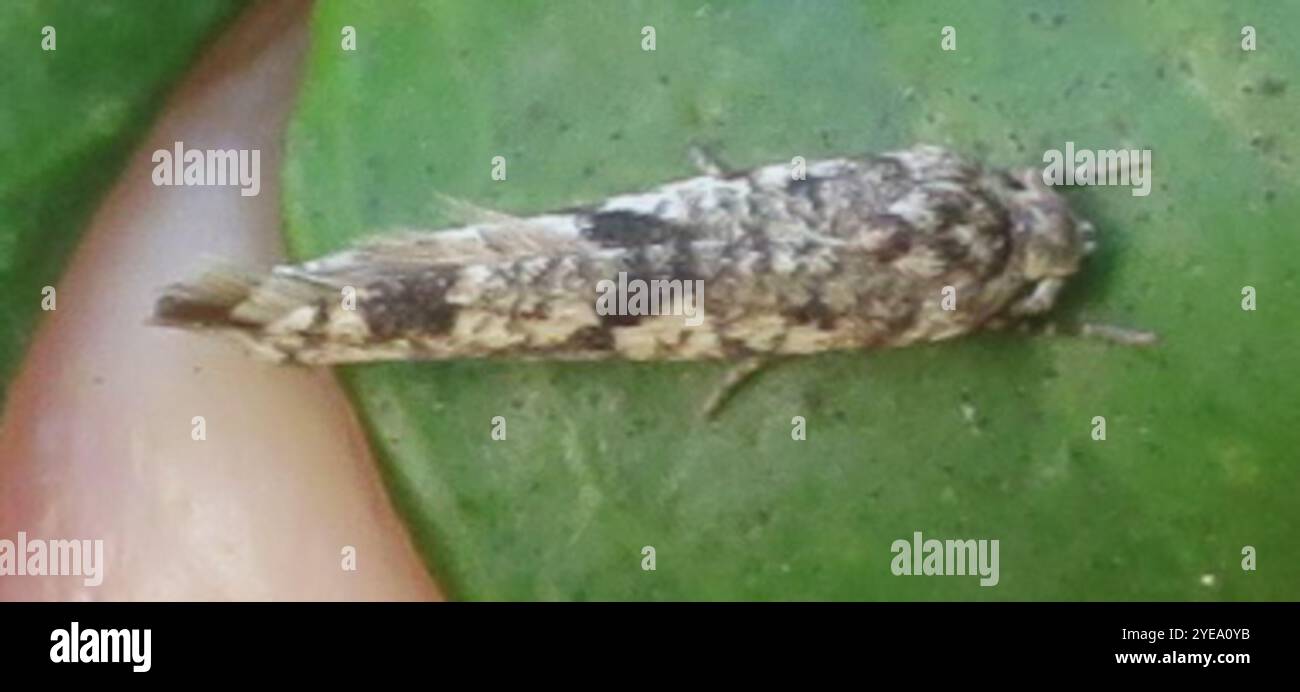 Citrus Flower Moth (Prays nephelomima Stock Photo - Alamy