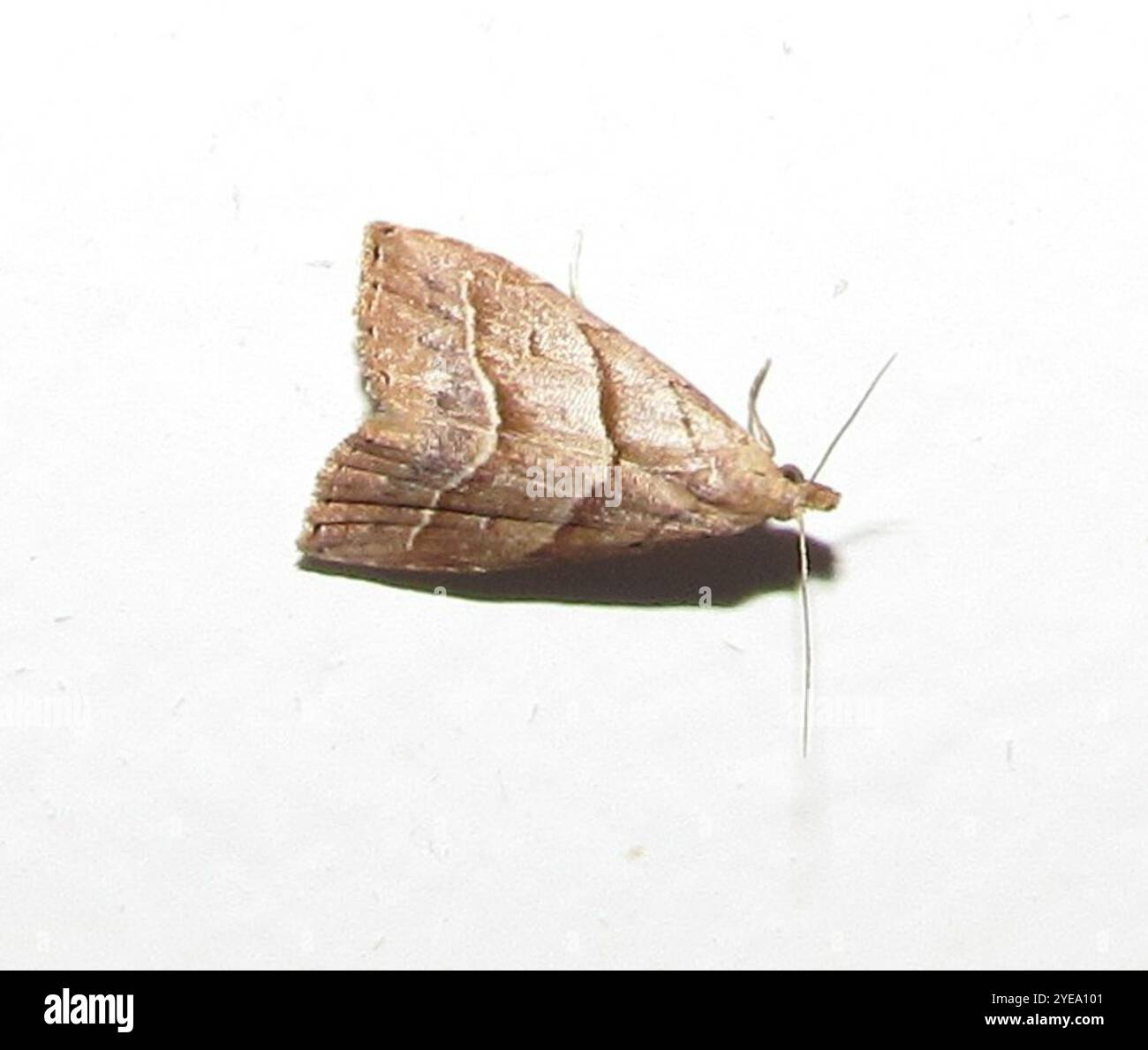 Underwing, Tiger, Tussock, and Allied Moths (Erebidae Stock Photo - Alamy