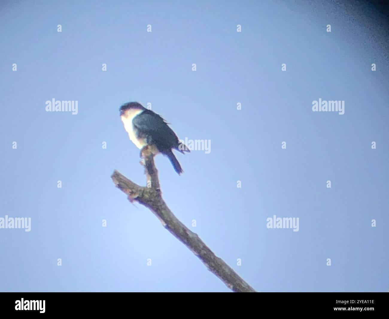 Philippine falconet hi-res stock photography and images - Alamy