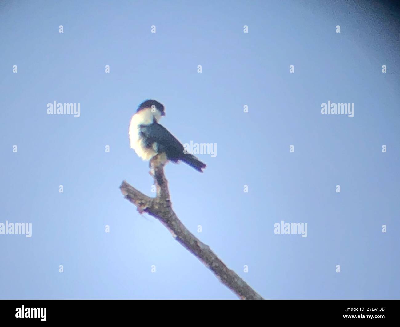 Philippine falconet hi-res stock photography and images - Alamy