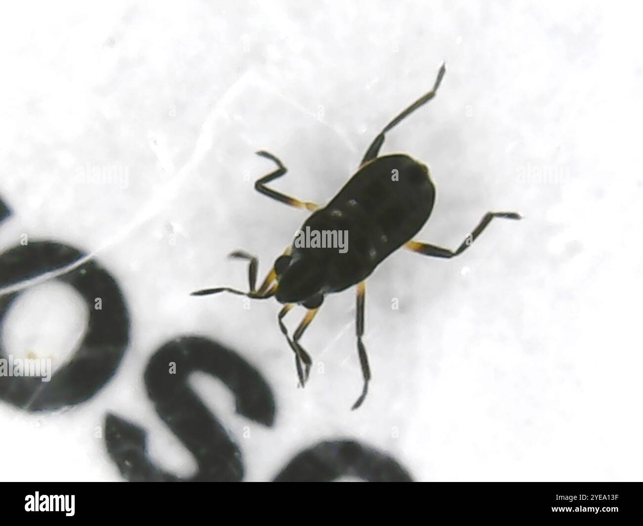 Microvelia reticulata hi-res stock photography and images - Alamy